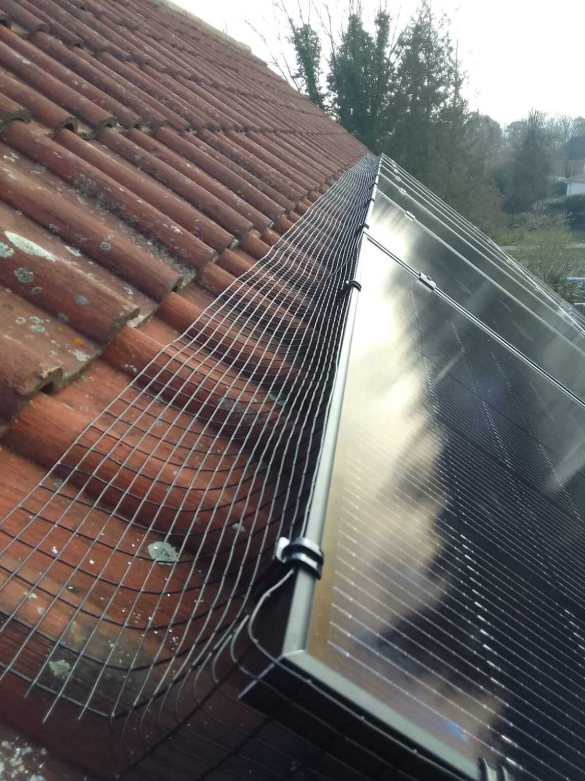 Maxeon Solar Panels UK - My Home Solar